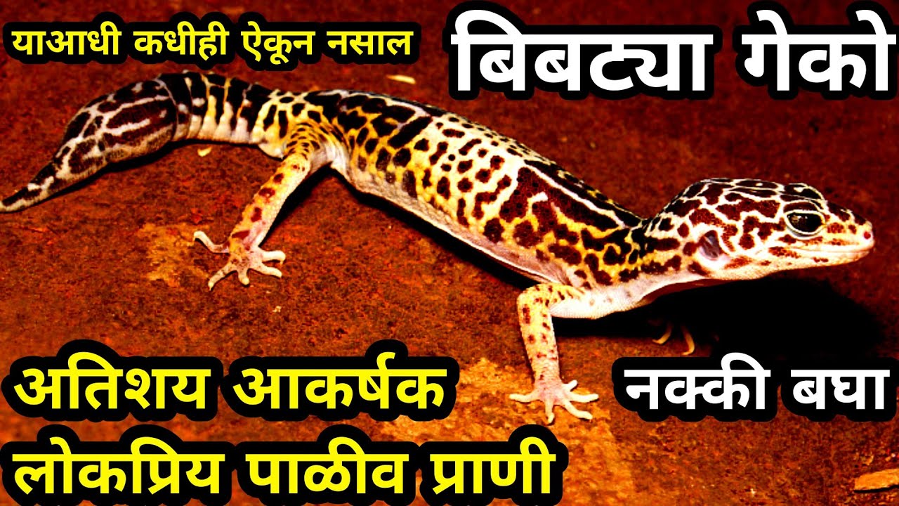 bibtya gecko vishay mahiti | bibtya gecko chi mahiti | bibtya gecko ...