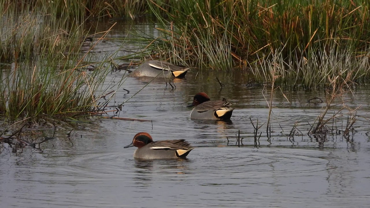 Green-winged Teal (drake) - RSPB-Matford Marsh, Exeter 13/1/2021 - YouTube