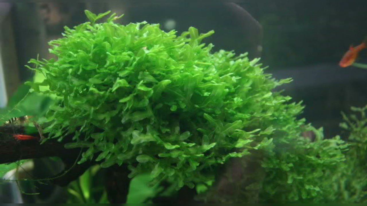 Pelia Moss - Easy to keep Aquarium Moss - YouTube