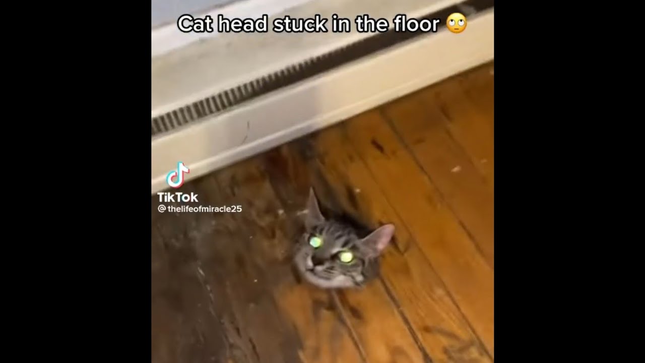 Cat Head Stuck In Floor Youtube