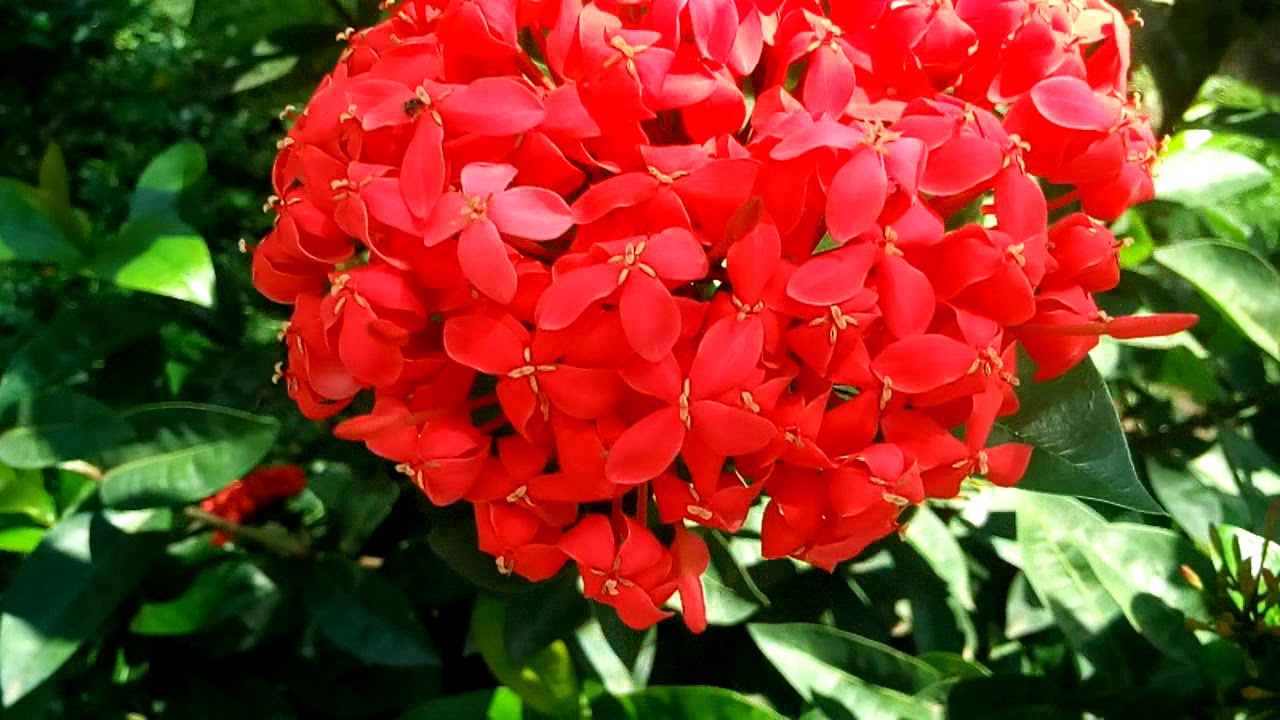 hermosas flores de Ixora coralillo/beautiful flowers of Ixora coralillo ...
