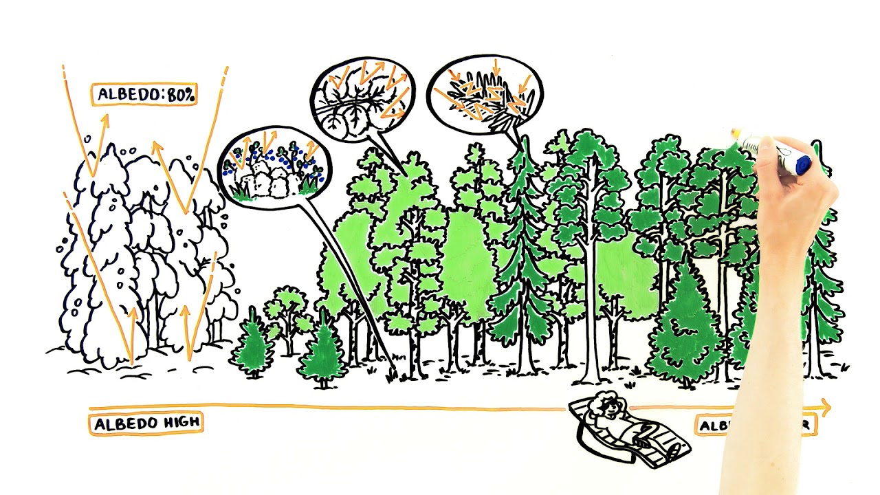 What is forest albedo and why it matters for climate? - YouTube