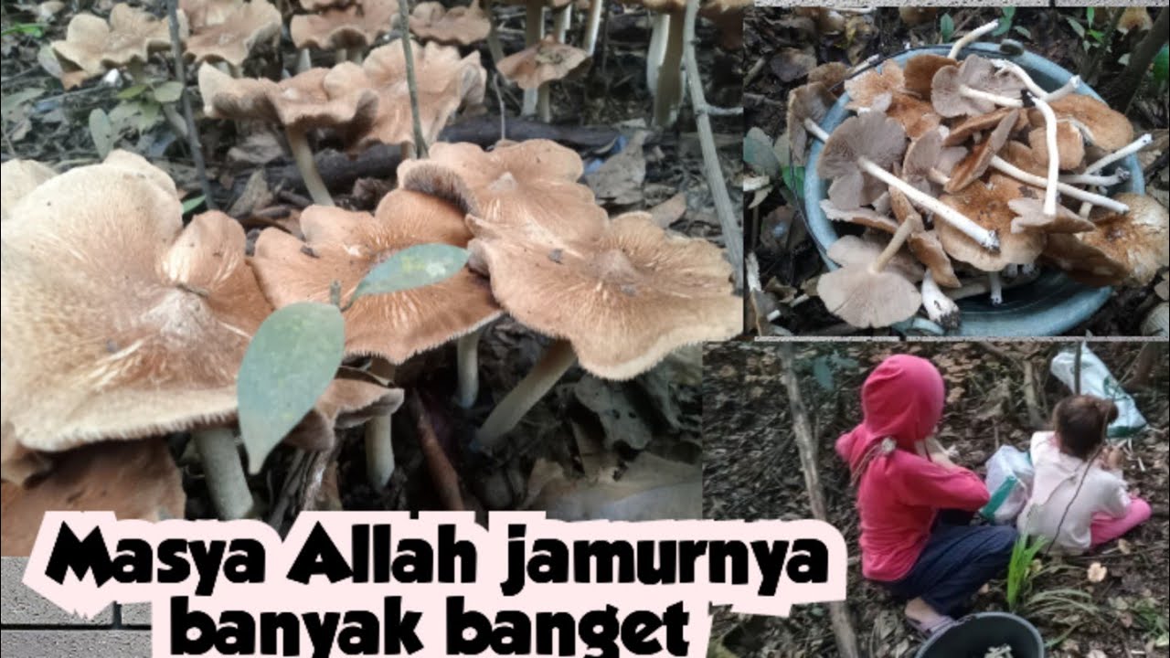 cari jamur barat di hutan sumatra #jamurliar - YouTube