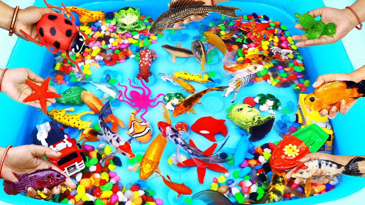 Gold fish Oscar koi carp pleco angel star fish stone fish beautiful ...