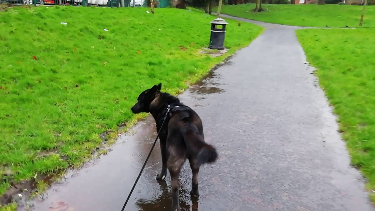 Labsky dog breed mix lab husky - YouTube