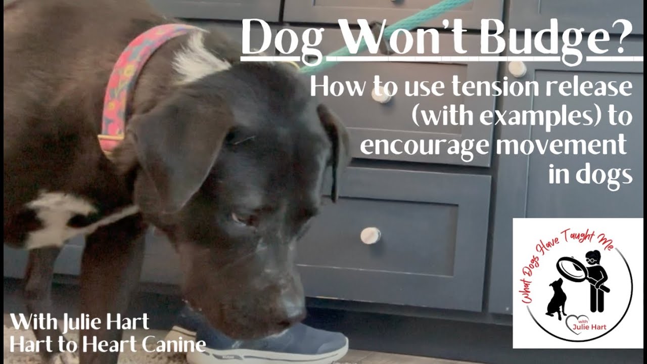 Dog Won't Budge? Tension Release Examples to Get Your Dog Moving - YouTube