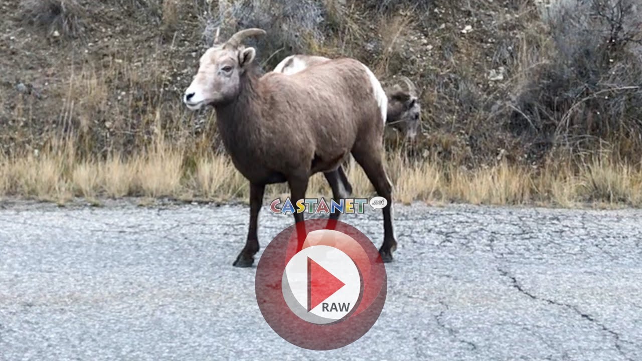 Big horn sheep alert - YouTube