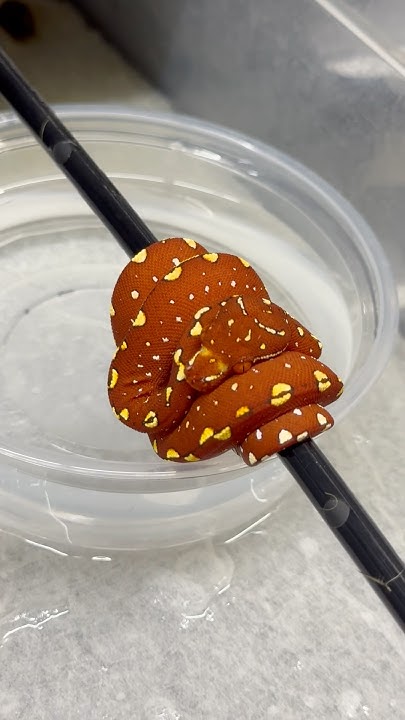 Healthy looking poop means healthy looking baby green tree python, duhh ...