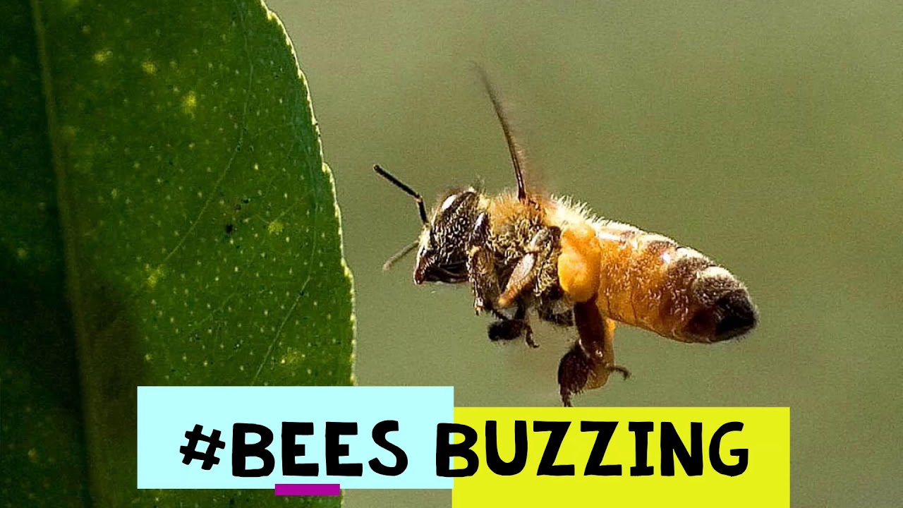 Bees Buzzing sounds| sound Effect|2020 - YouTube