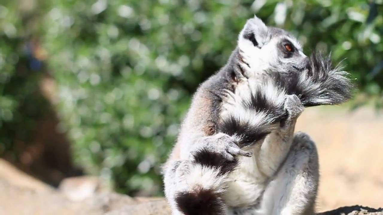 Lemur Slowmotion - YouTube