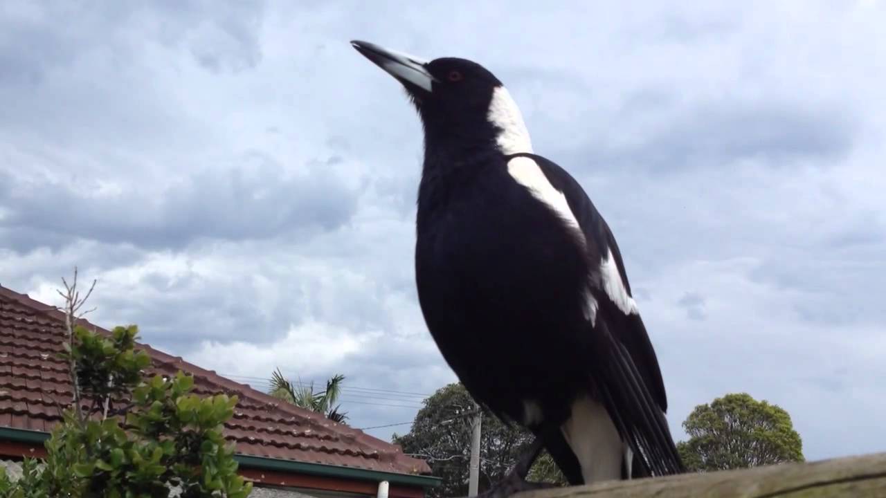 My friendly magpie having a good sing - YouTube