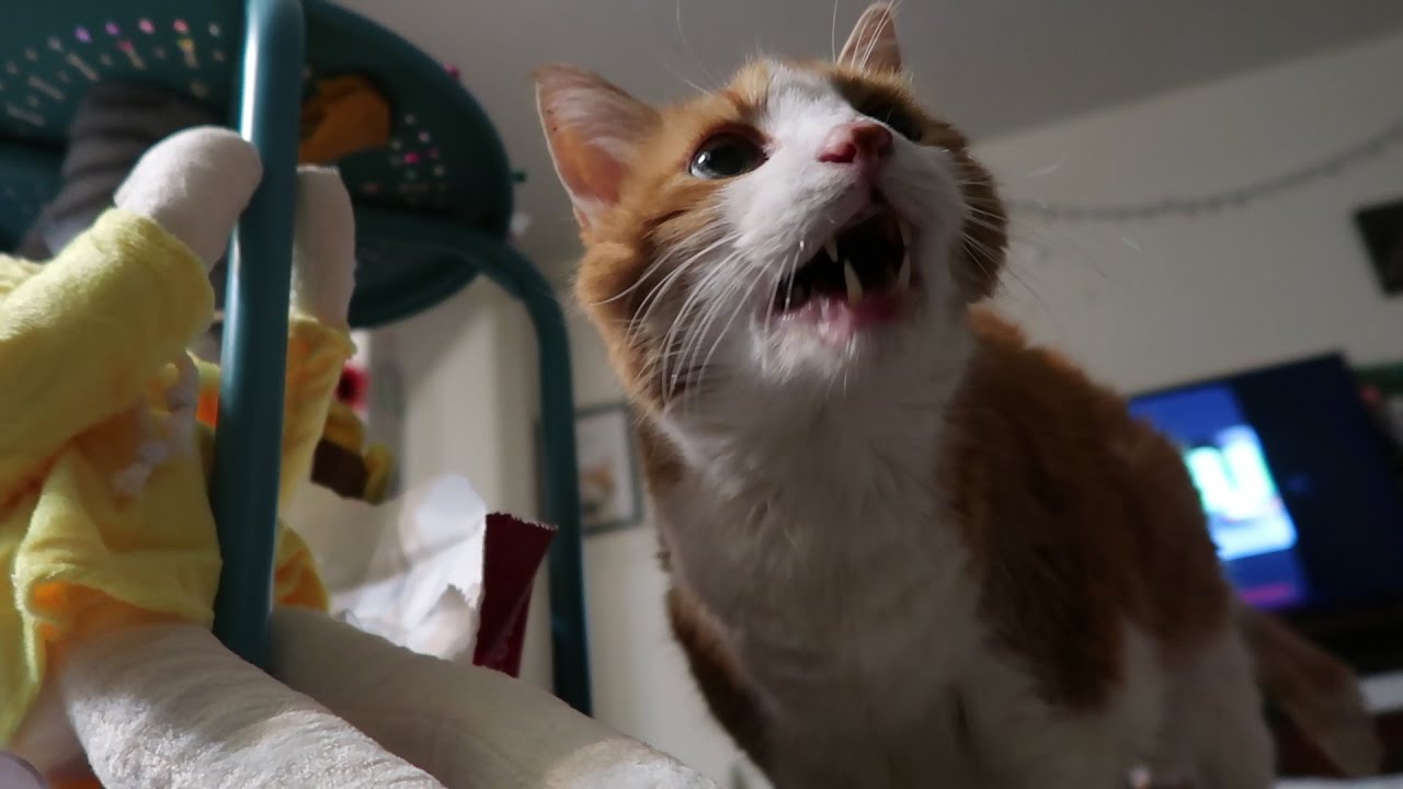 You Get Back Here Meows - YouTube