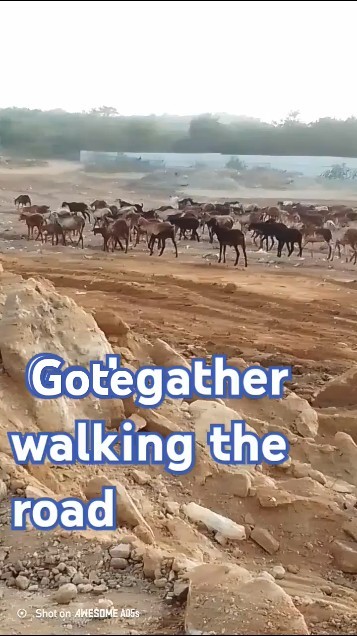 Gote together walking the road#shorts video - YouTube