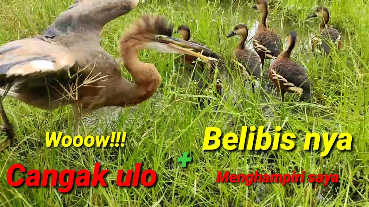 Burung belibis dan cangak ulo liar sudah jinak bisa di umbar di alam ...