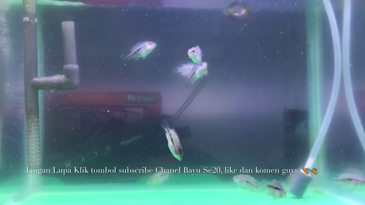 Progres Burayak Louhan SRD lokal dari 2cm sampai 3 bulan - YouTube