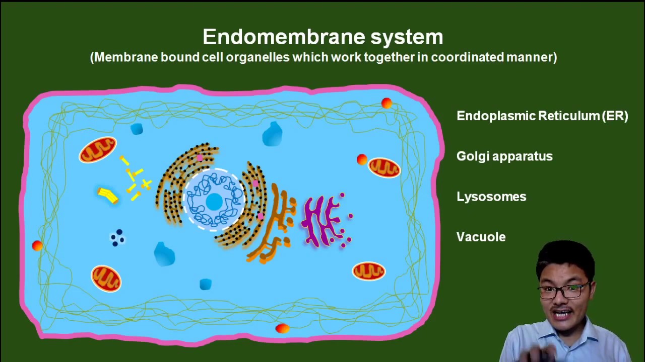 Endomembrane System Flow Chart