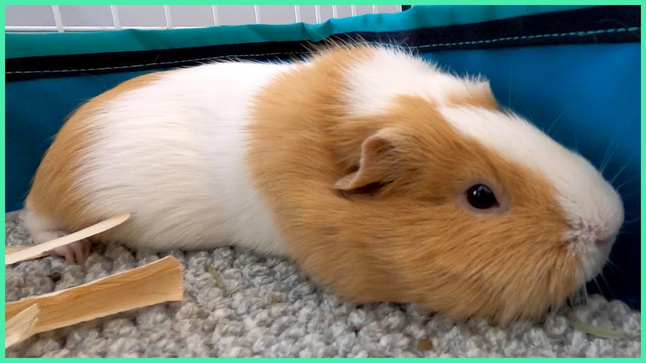 Cute Guinea Pig Naps 2 YouTube cute-guinea-pig-naps-2-youtube