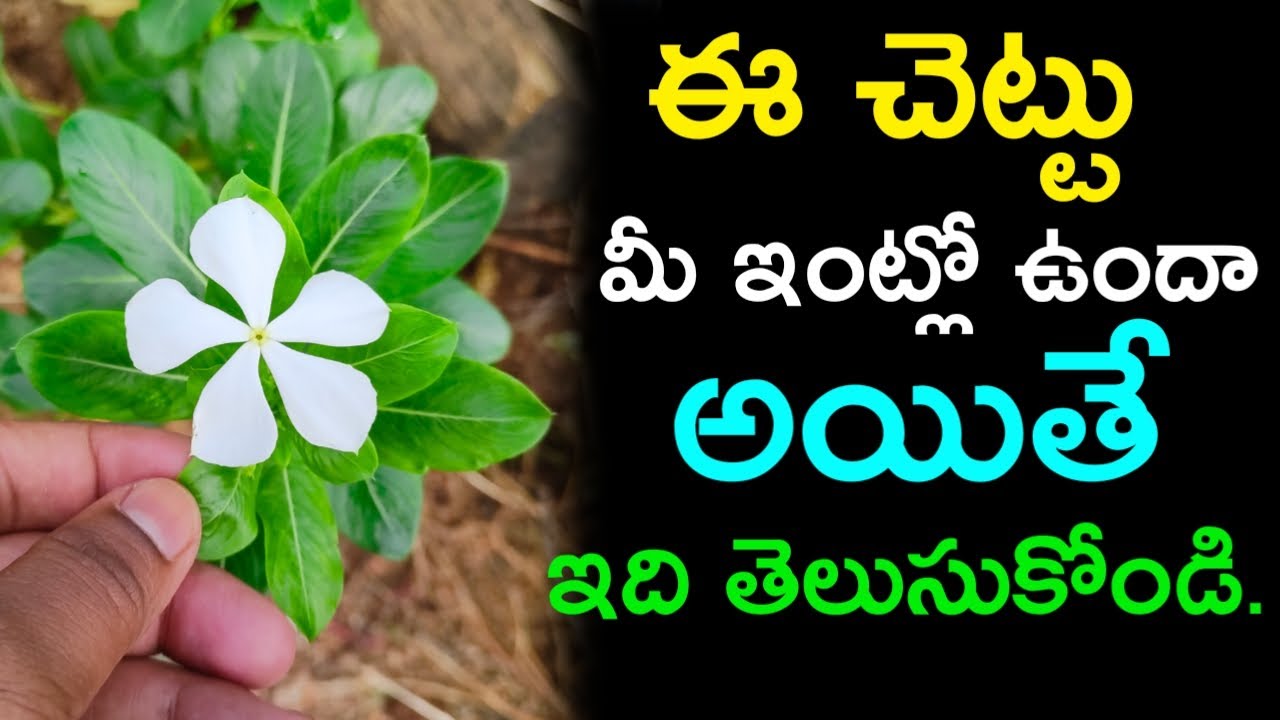 ఈ చెట్టు మి మీ ఇంట్లో ఉందా అయితే ఇది తెలుసుకోండి.|| బిళ్ళ గన్నేరు ...