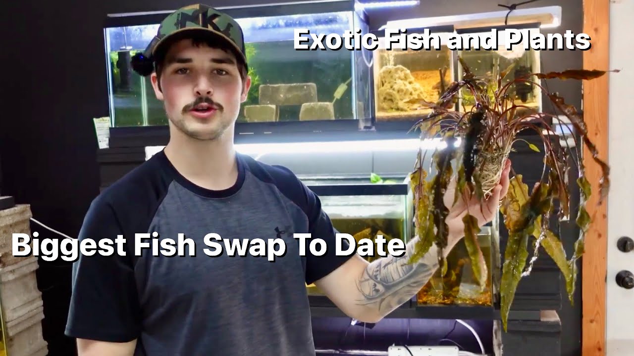 Biggest Quad City Fish Swap Tour - YouTube