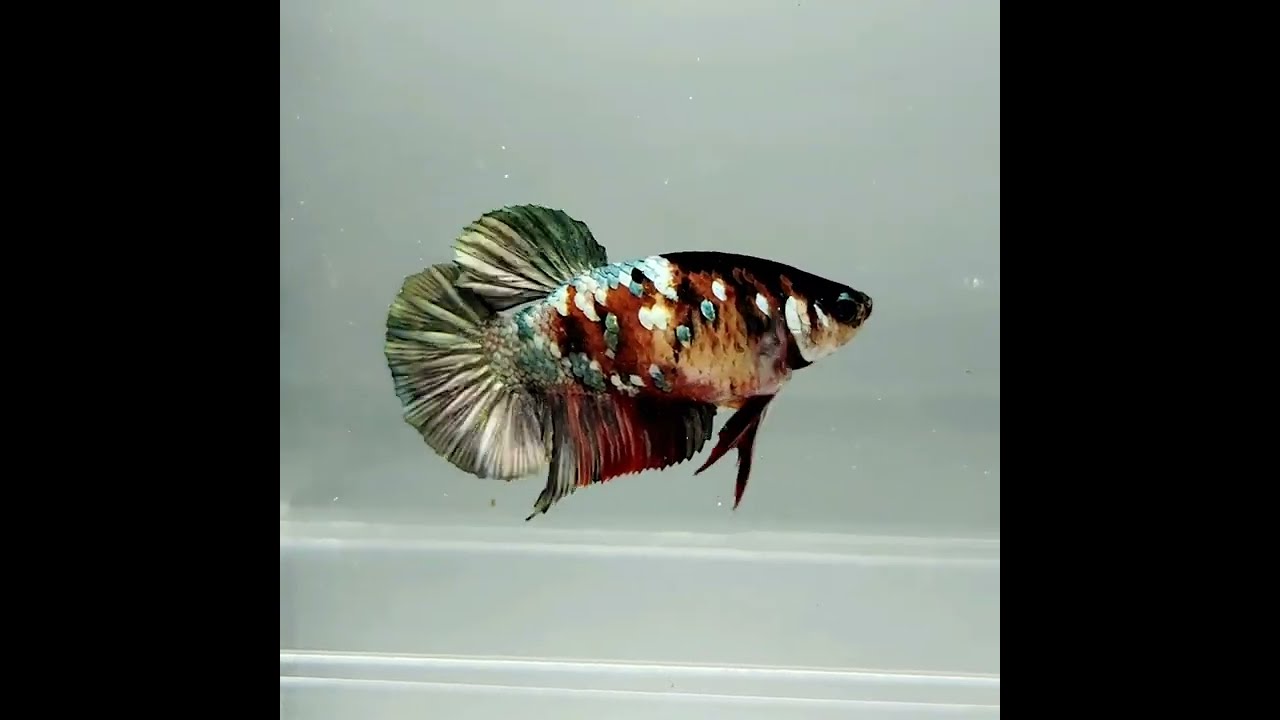 Red Copper Koi Female Betta Fish RC-0627 | Copper Koi Betta Fish for ...