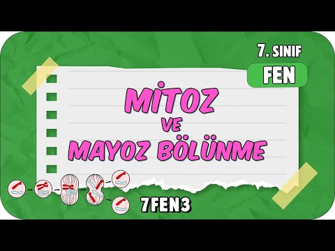 Mitoz ve Mayoz Bölünme 🦠 7. Sınıf Fen #2024