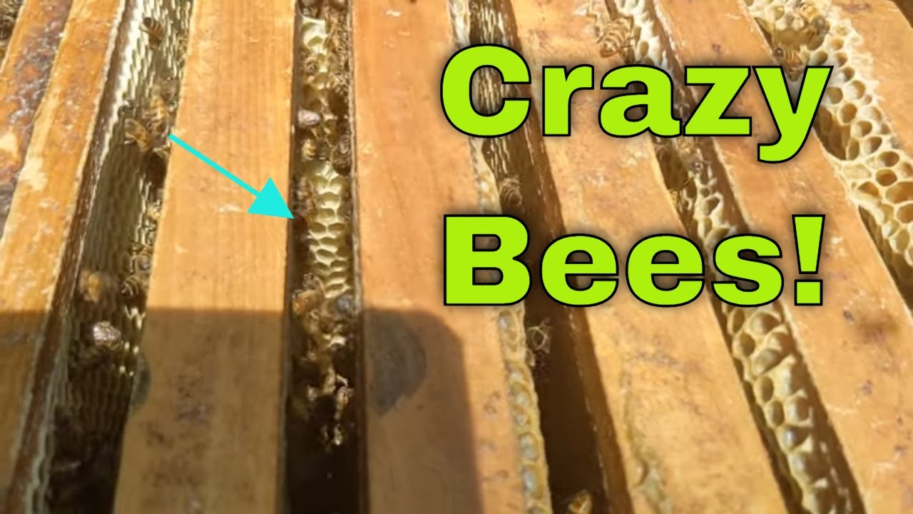 🔵Bridge Combs in my Honey Supers!! TIPS and thoughts on Supering and ...
