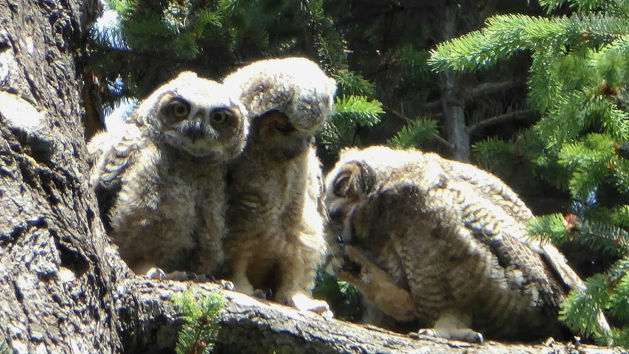 Owlets Gather for a Final Branch Meeting - YouTube