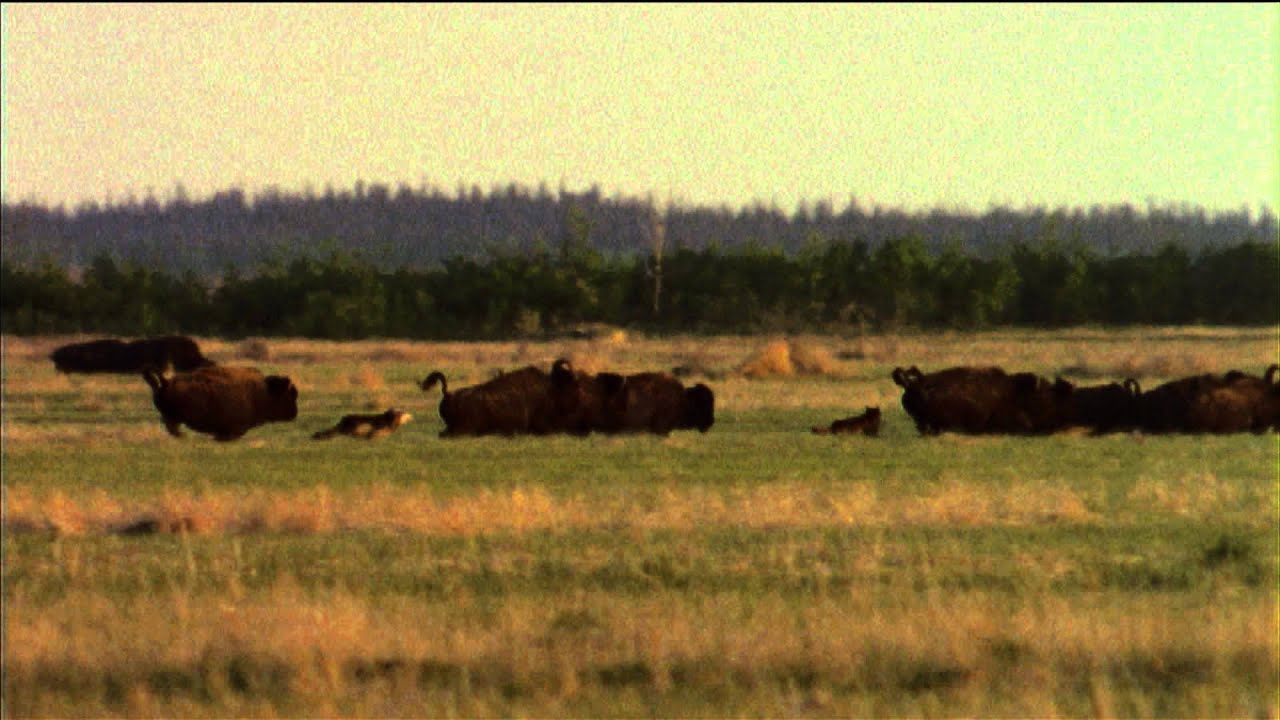 Wildlife PSA: Wood Bison - YouTube
