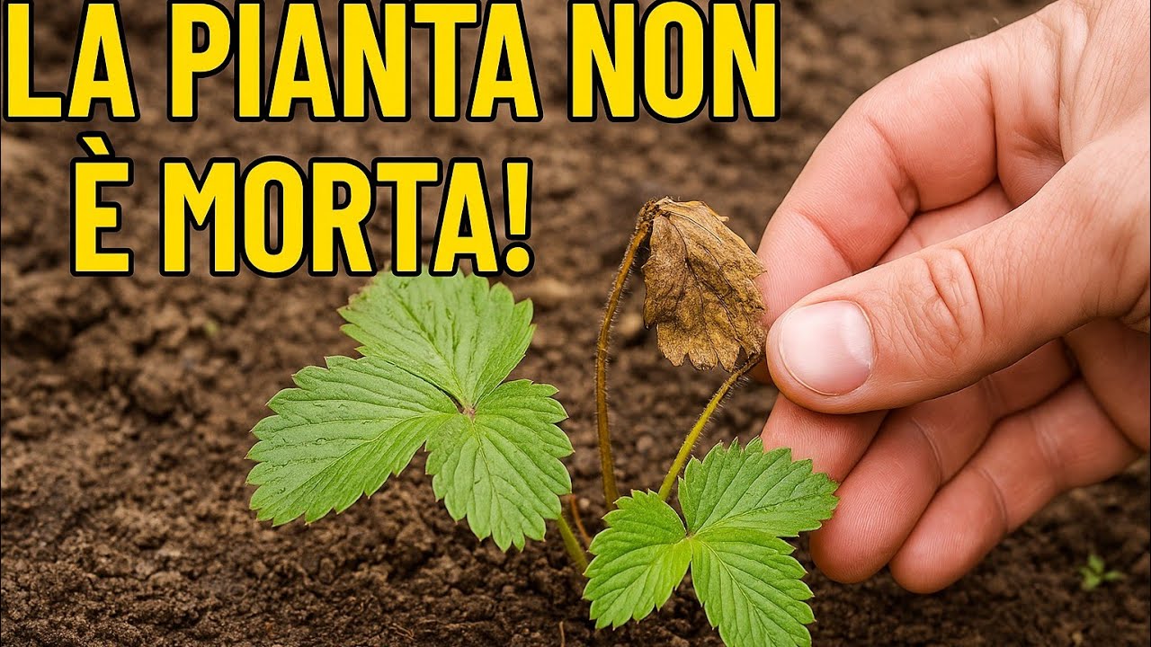 La pianta non è morta! Come salvare una fragola in sofferenza 🌱🍓 - YouTube