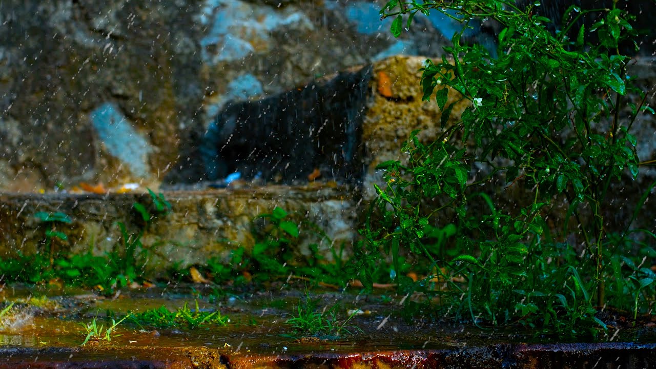 Natural heavy rain sound and thunderstorm, water Droop on leaf,for your ...