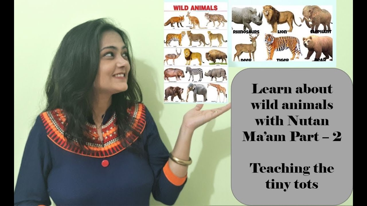 Animal videos | Wild Animals - 2 | Types of animals | Teaching the tiny ...