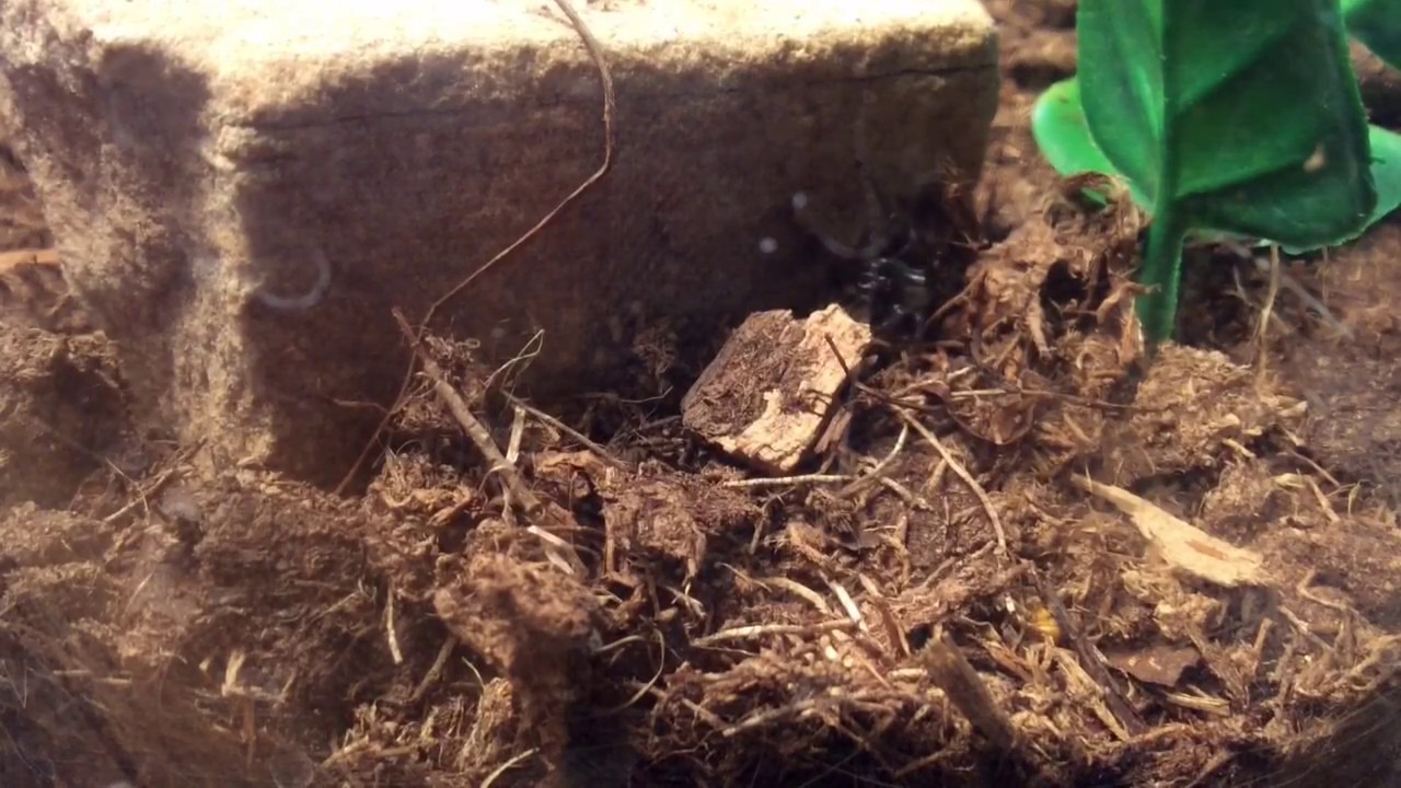 White Spot Assassin Bug vs Black Hole Spider - YouTube