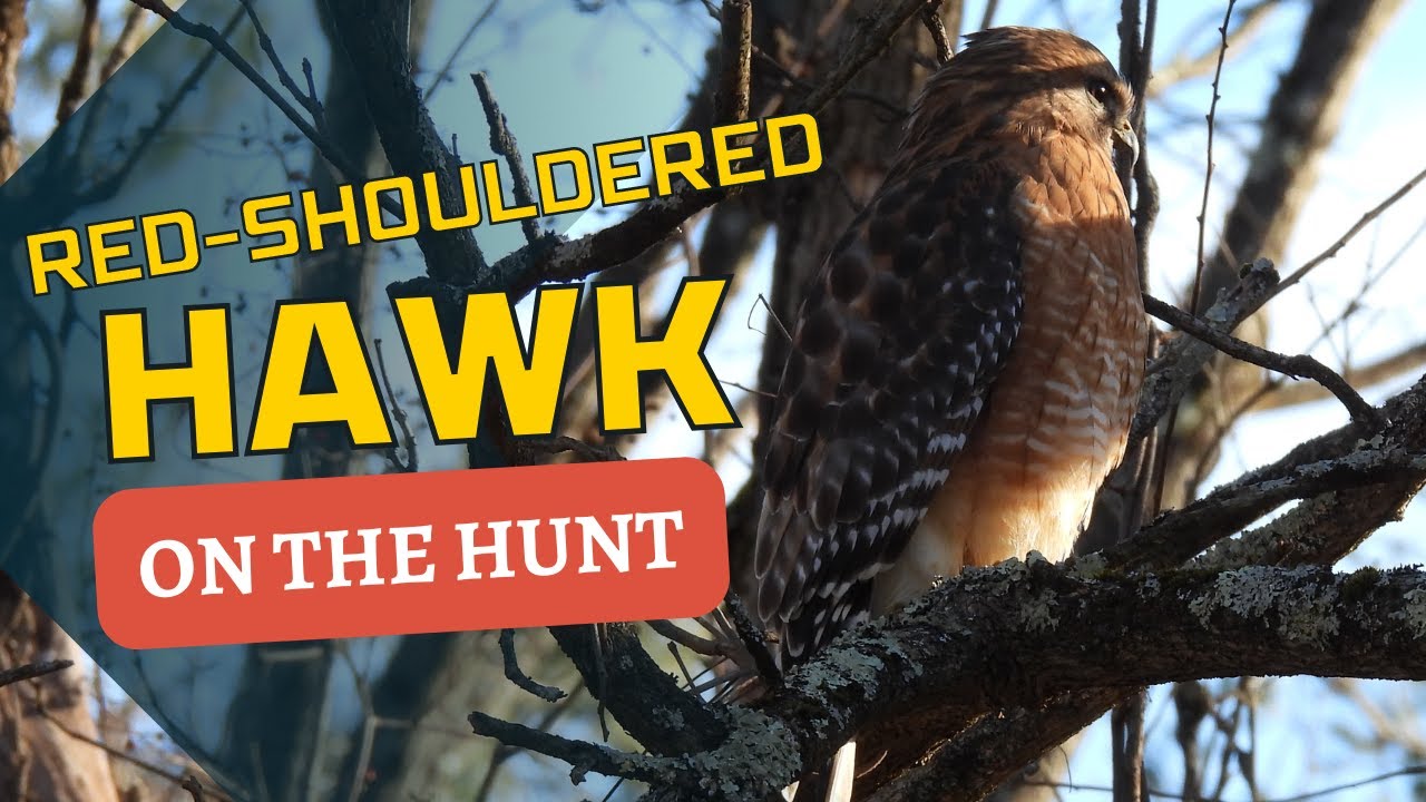 Red-shouldered Hawk on the Hunt - YouTube