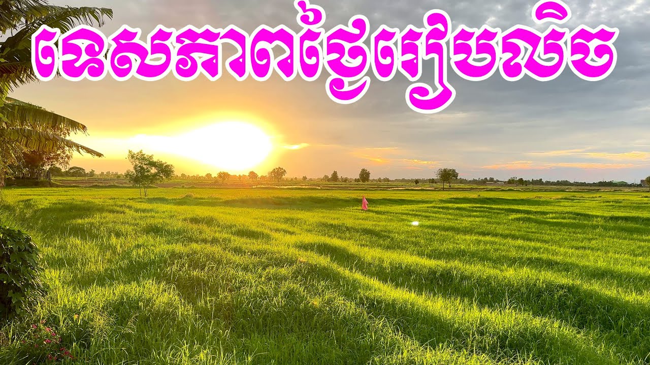 Beautiful Sunset Over Rice Fields at My Retirement Farm–Birds & Frog ...