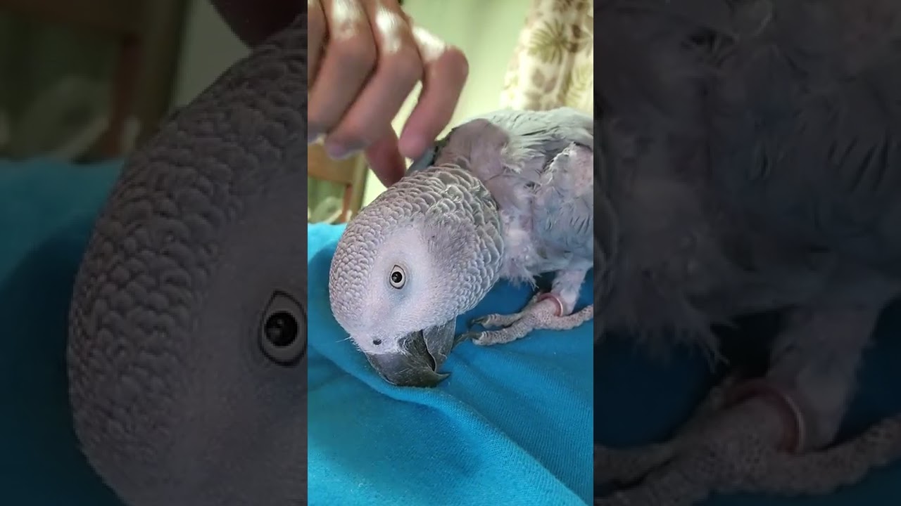 Snuggle Time With Louis [Parrot Love ️] - YouTube