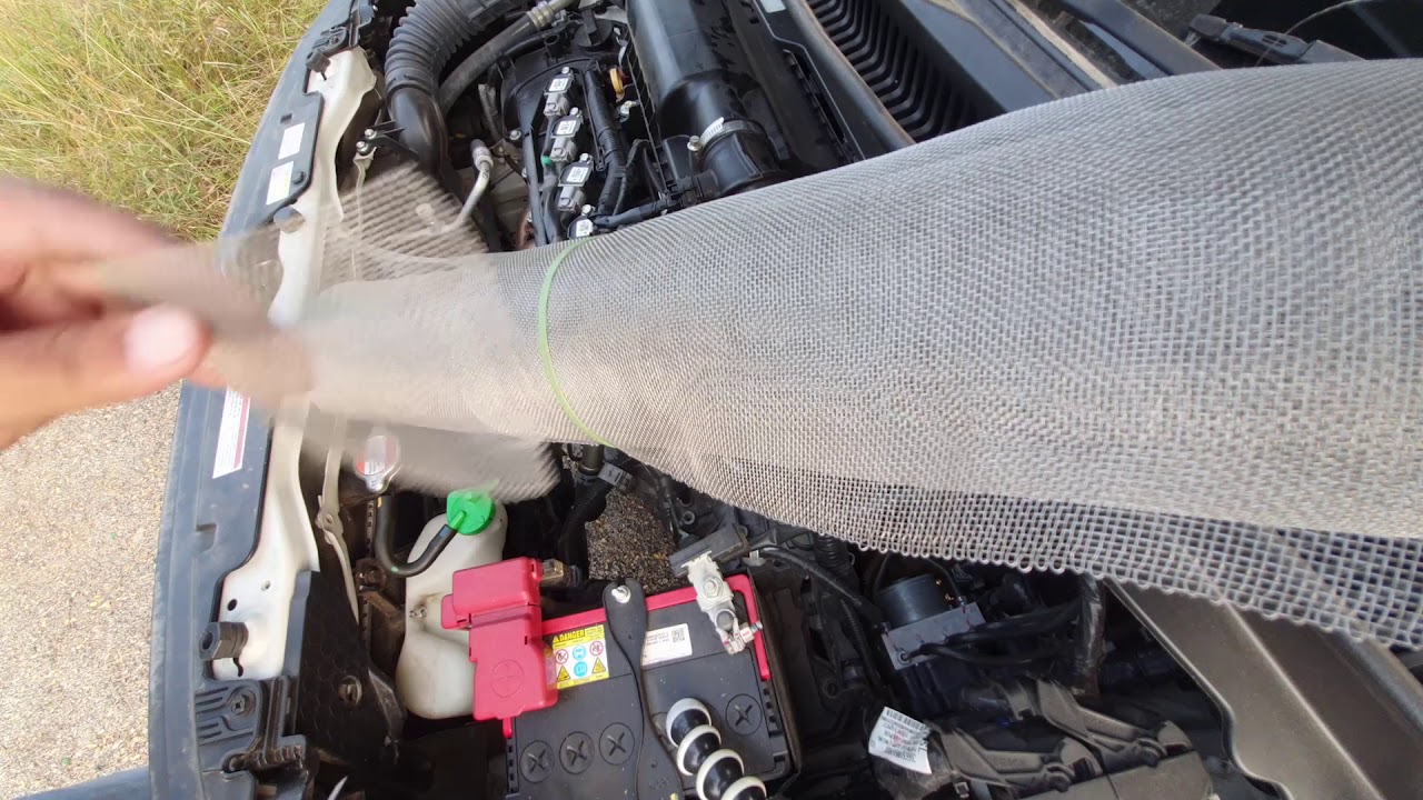 How to protect your car from rat bites - YouTube
