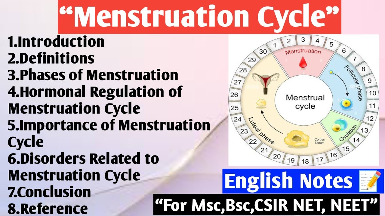 Menstruation Cycle | English Notes | Phases of Menstruation | Hormonal ...