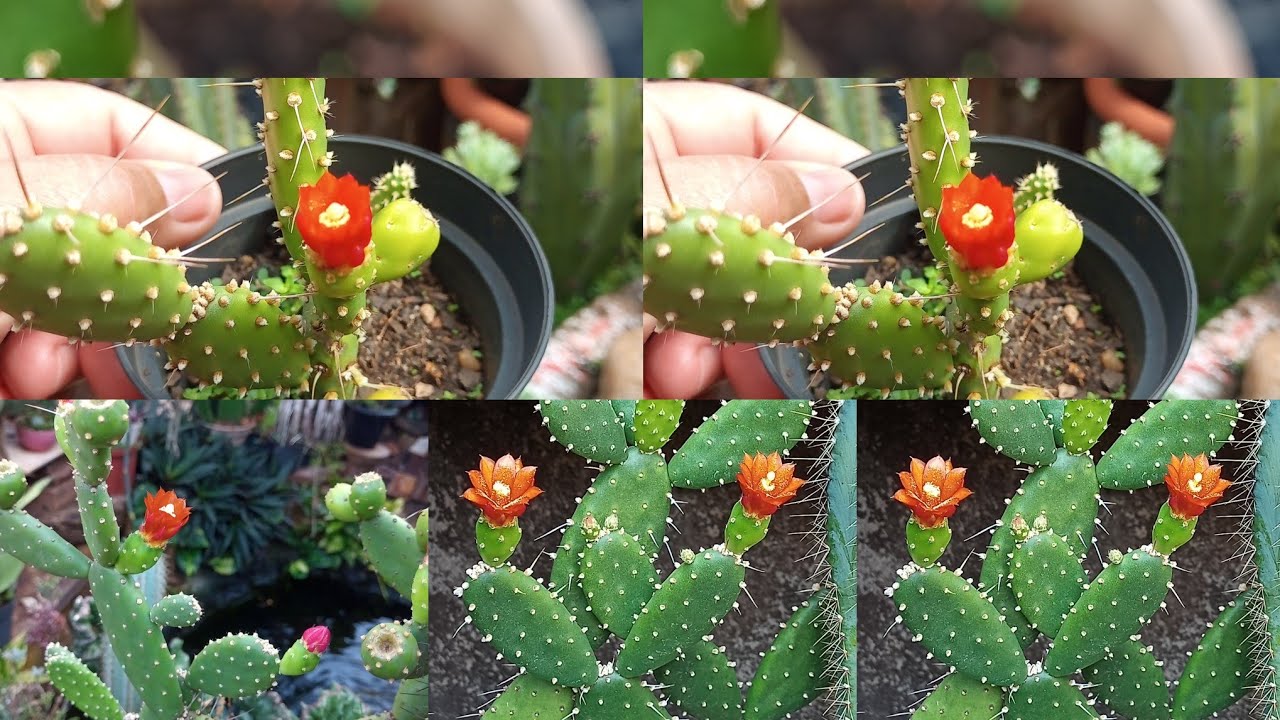 Cacto Quipá: o Cacto Que Deixou o Lampião Cego na Caatinga... - YouTube