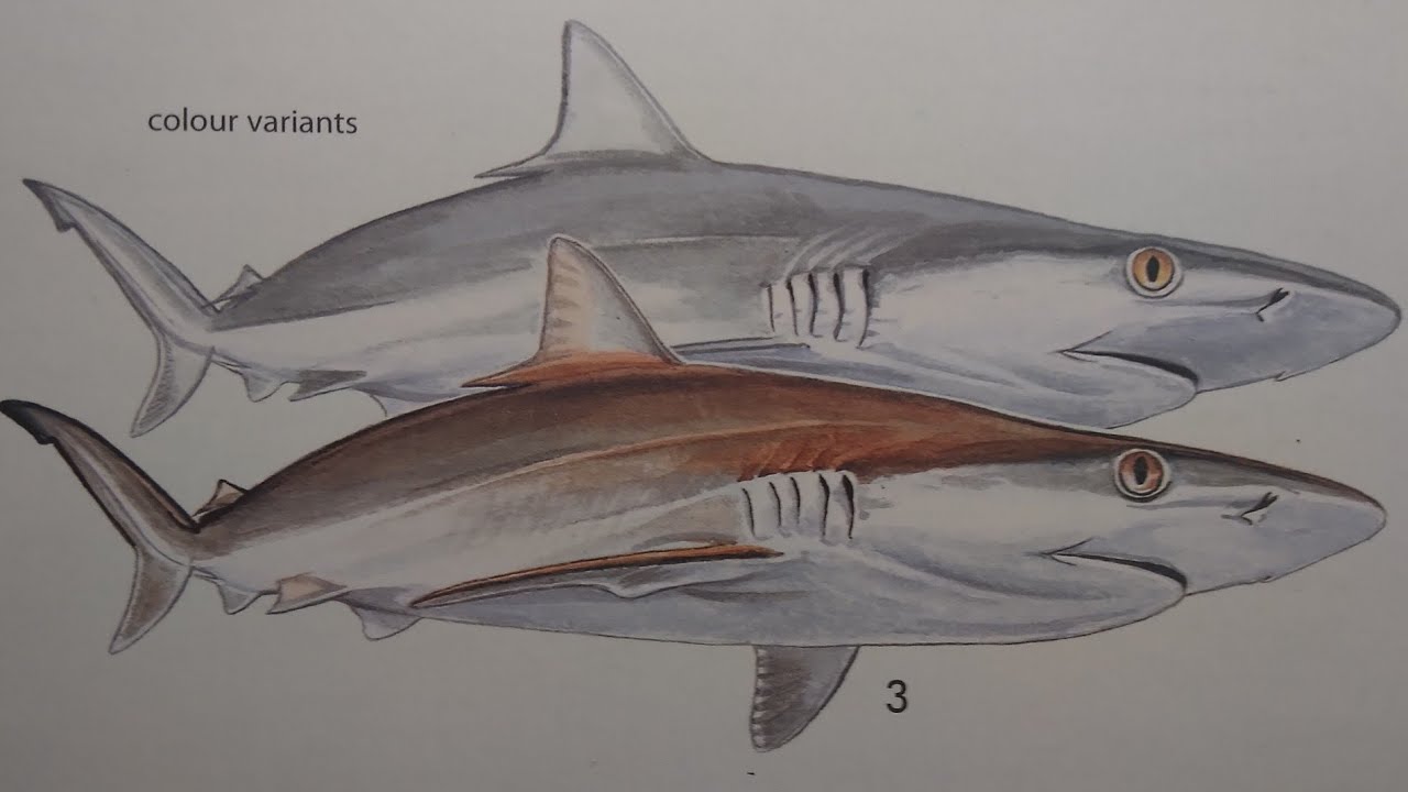 How To Draw a Milk Shark - YouTube