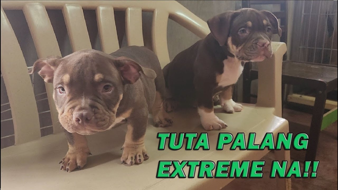 GRABE NAMAN MGA TUTA NA ETO! | CHERRY EYE GANUN LNG PALA TEKNIK | BULLY ...
