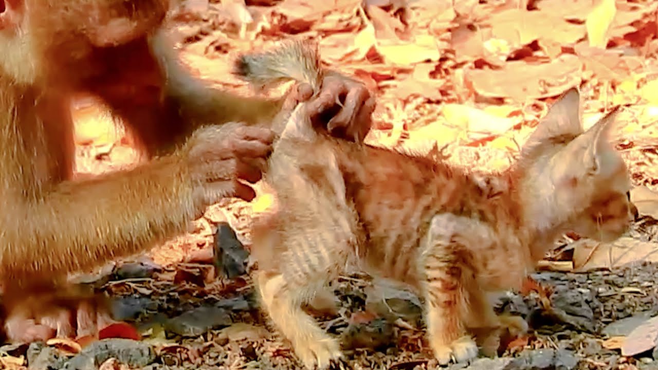 Monkey Walk On the Way See Pity Cat Alone Catch and Hug - YouTube