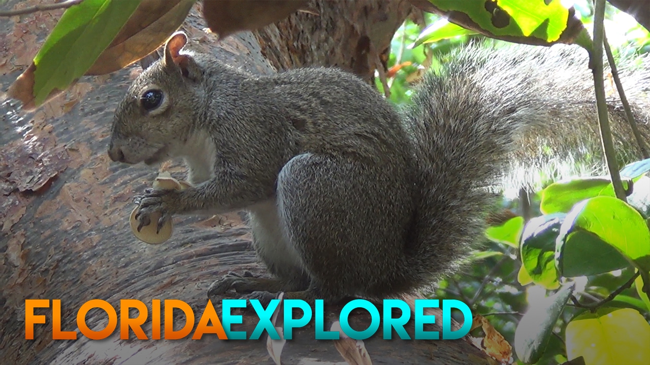 HOW TO SQUIRREL - Lesson 2: Eating in a Gumbo Limbo Tree | Florida ...