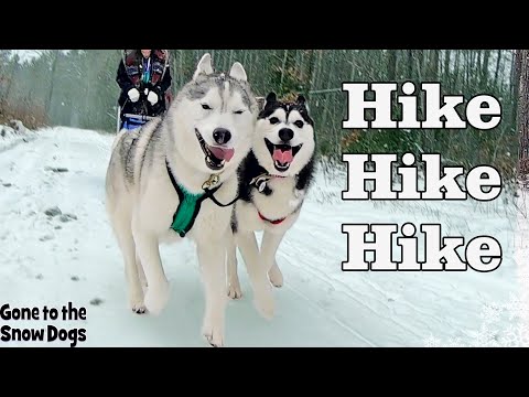 Dog Sledding Adventure | Mushing with a Husky Puppy