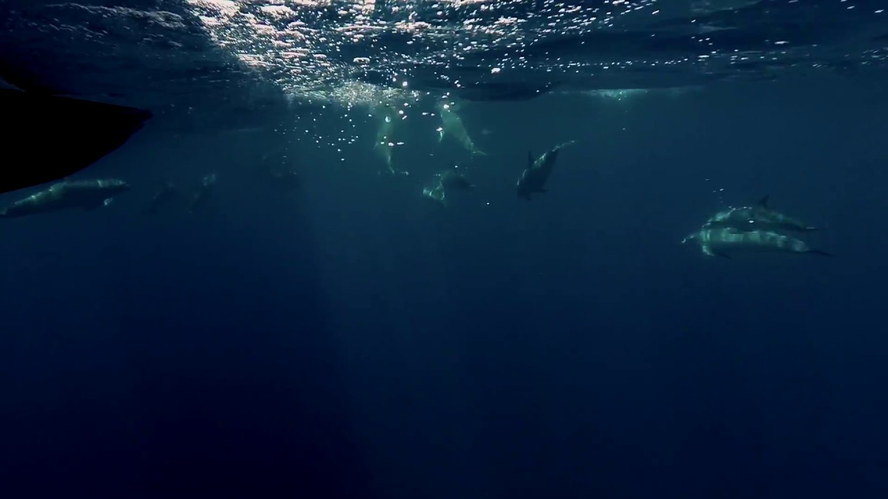 How Whales and Dolphins drink Water? | Fun Fact Fridays TERRA AZUL ...