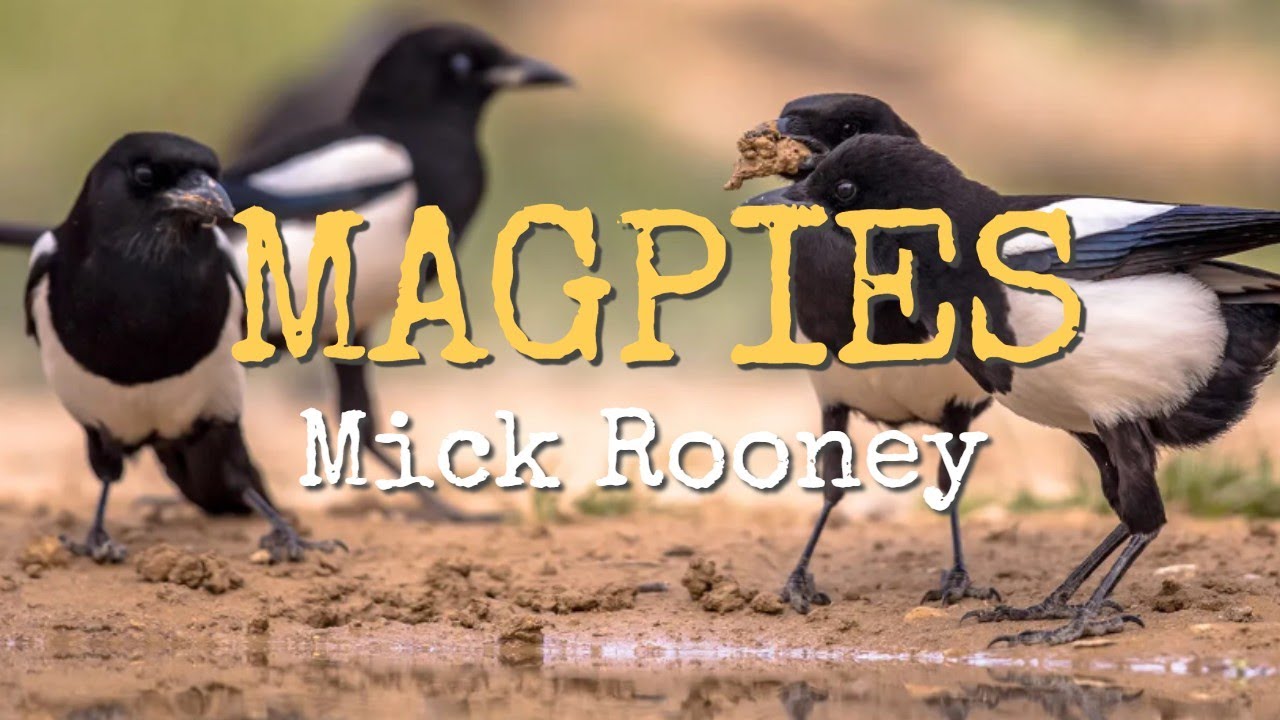 MAGPIES by Mick Rooney (POEM) - YouTube