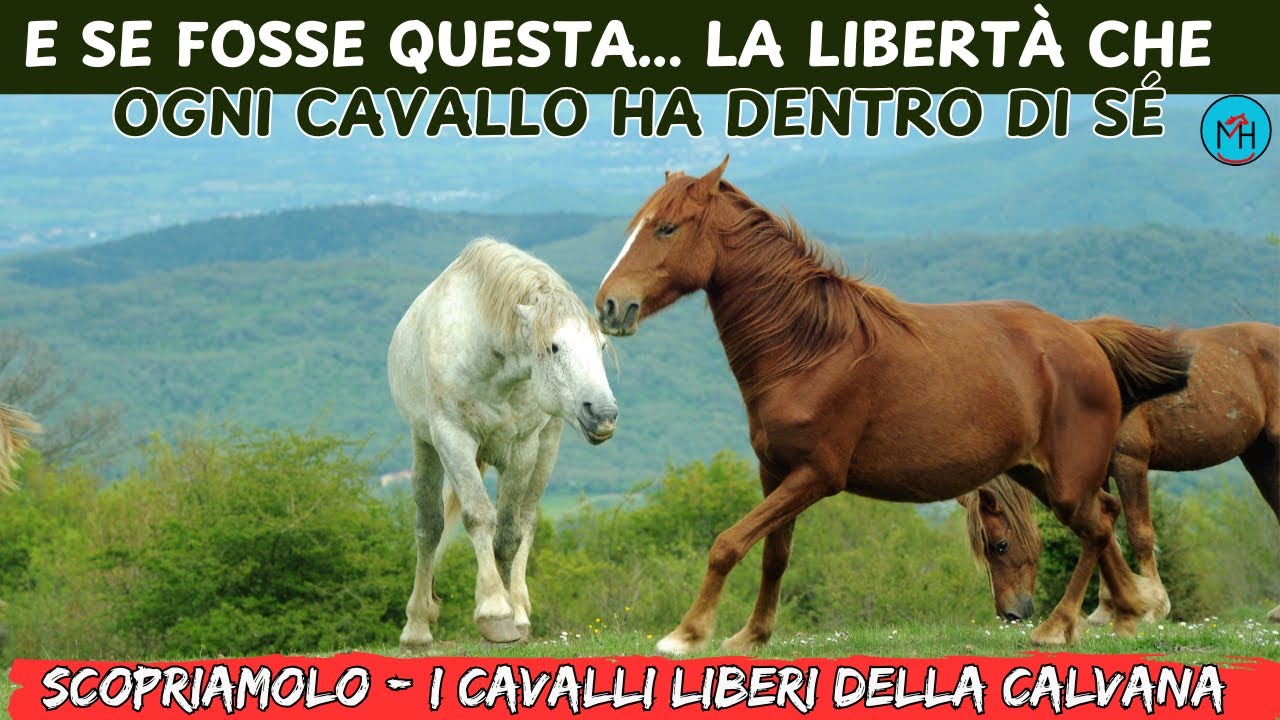 I cavalli liberi della Calvana - YouTube