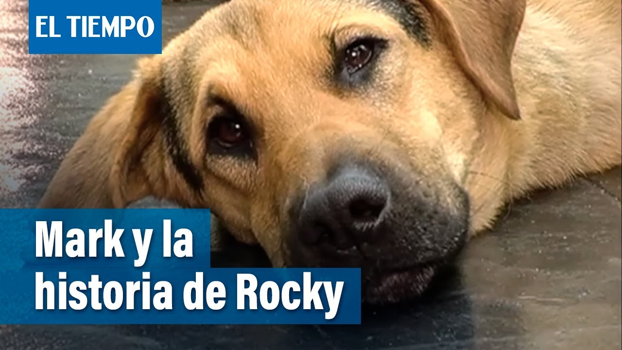 Rocky: La increíble historia del perro universitario | El Tiempo - YouTube