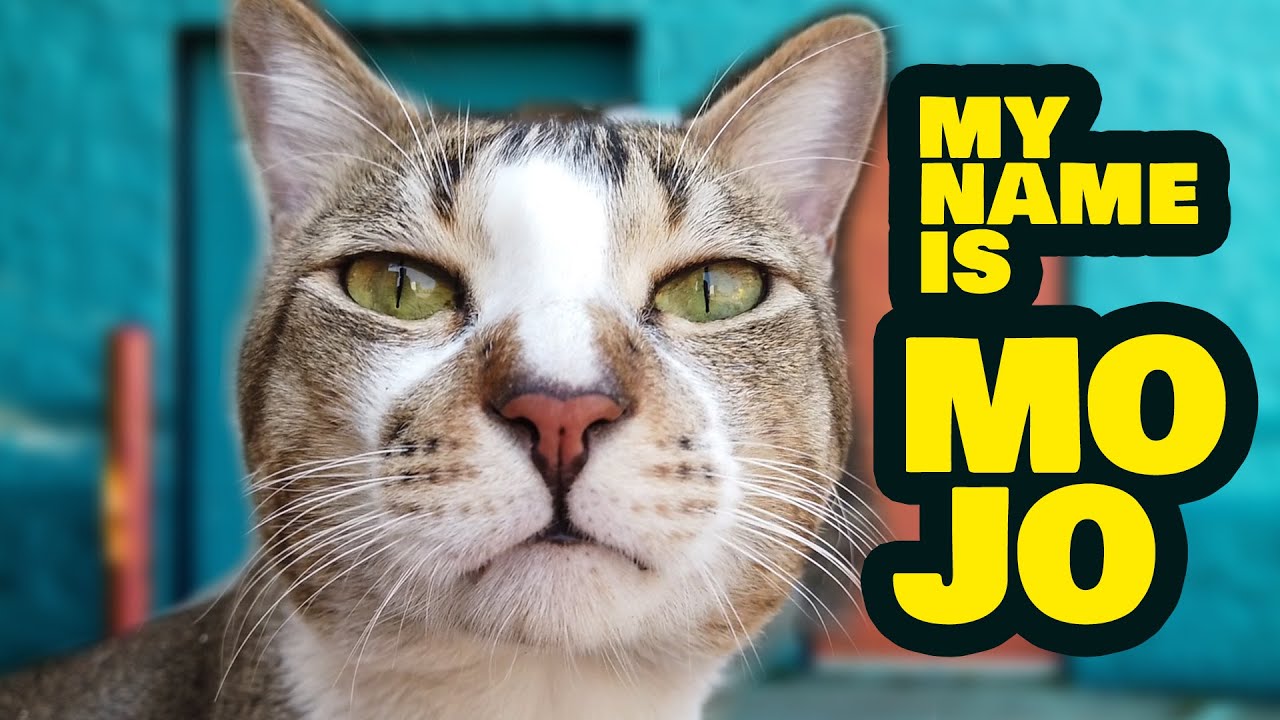 Mojo's Life | The Cat | Mojo - YouTube