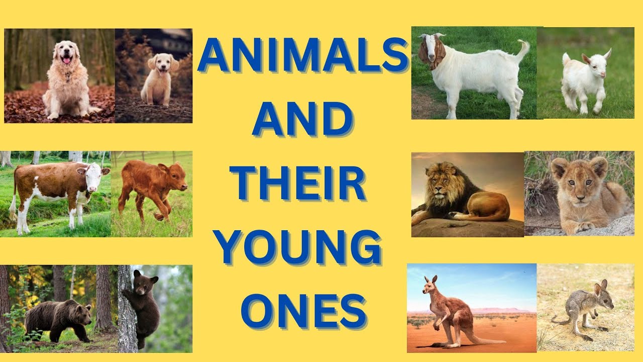 animals and their young ones/animals and their babies/baby animals ...
