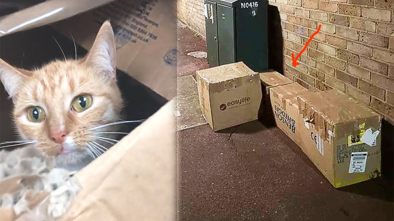 Woman Walks Past Abandoned Boxes And Hears a Thin Cats Cry - YouTube
